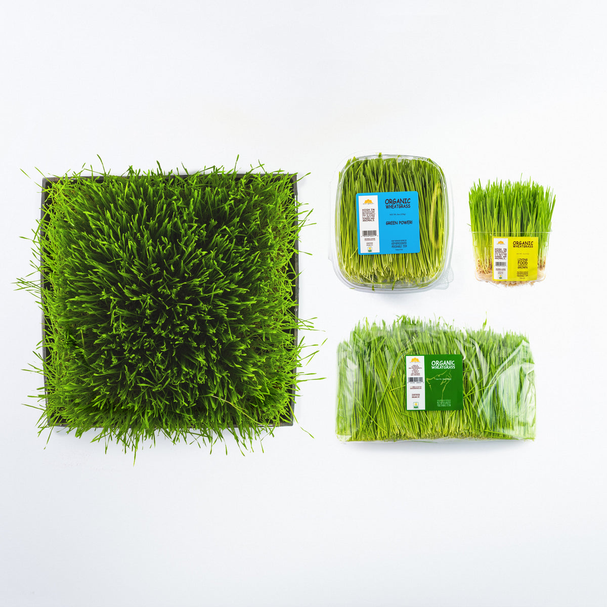 Organic Wheatgrass – Sun Grown