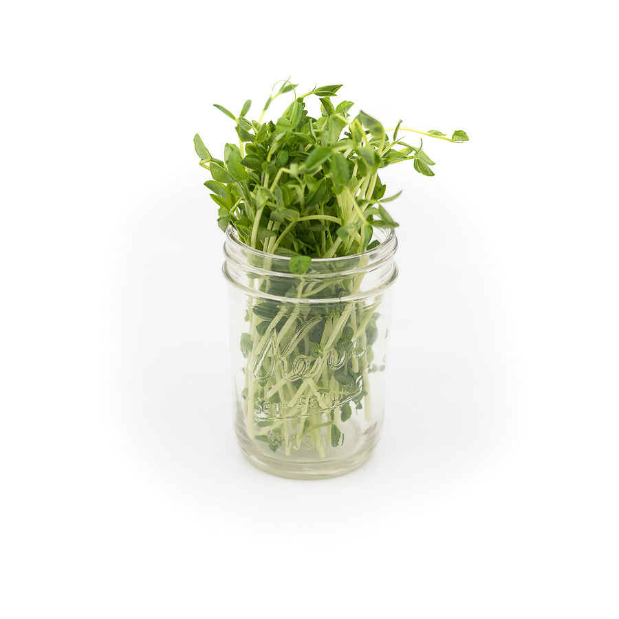 Organic Pea Microgreens | Fresh Pea Shoots | Sun Grown