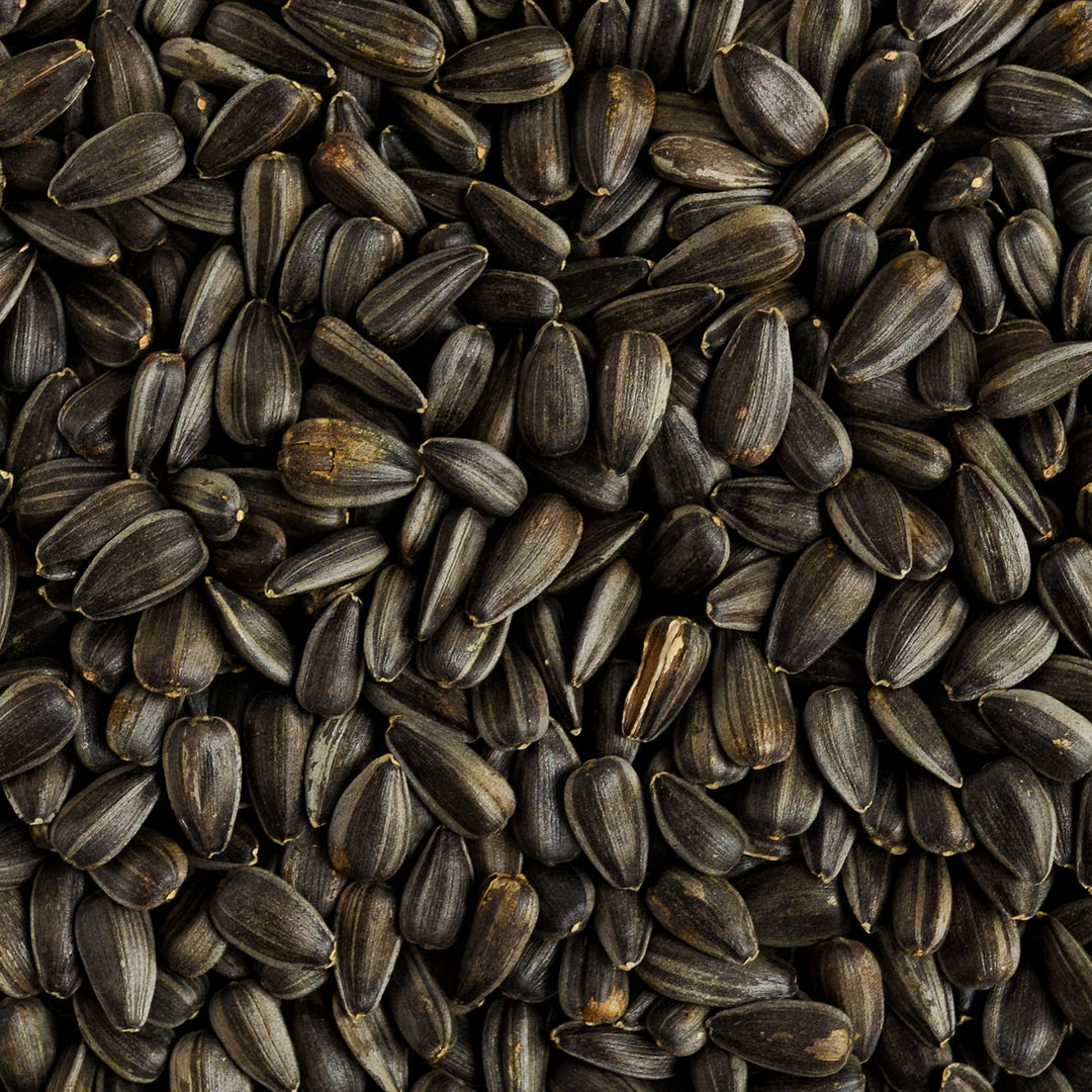 Sprouting Seeds – Tagged "seeds"– Sun Grown