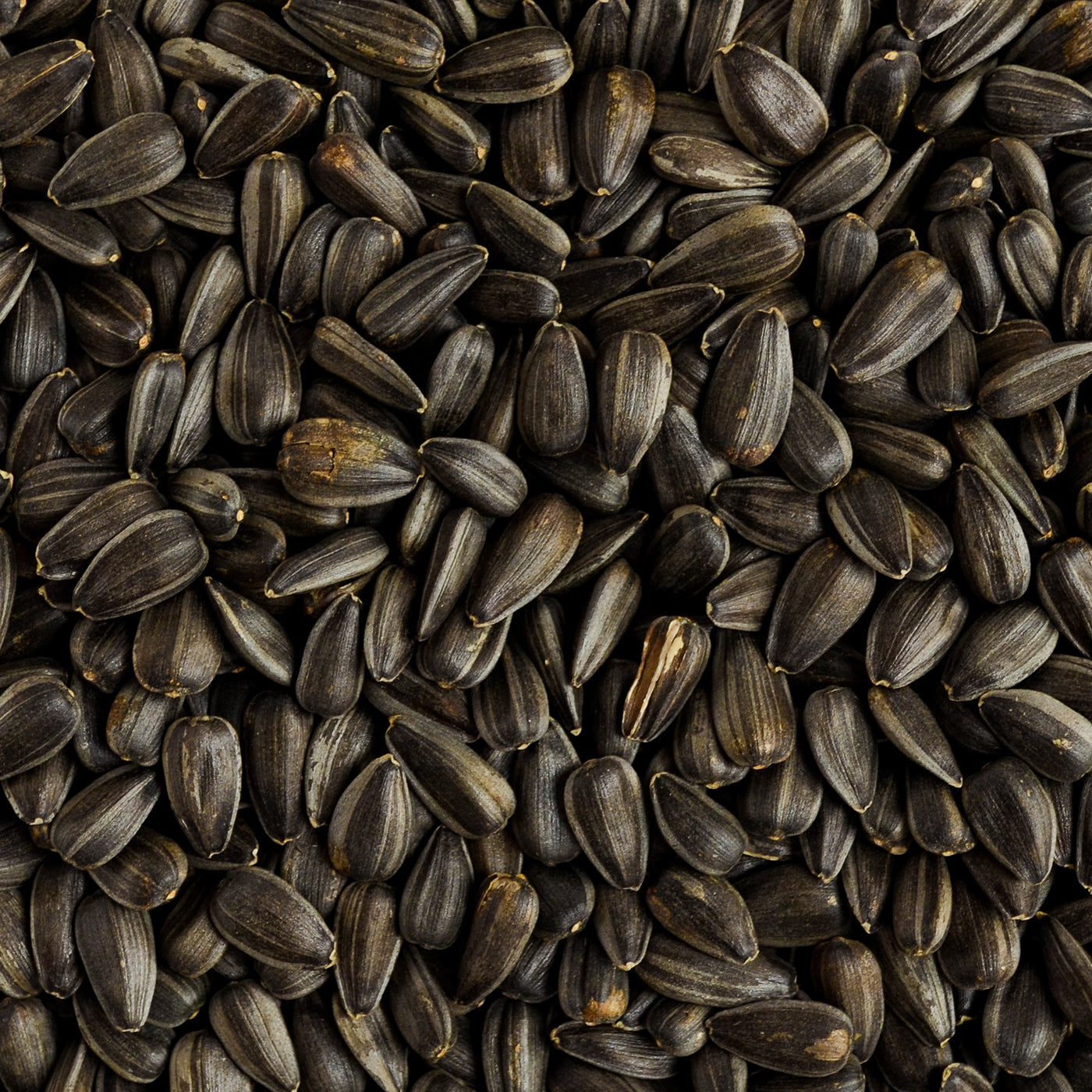 Sprouting Seeds – Tagged "seeds"– Sun Grown